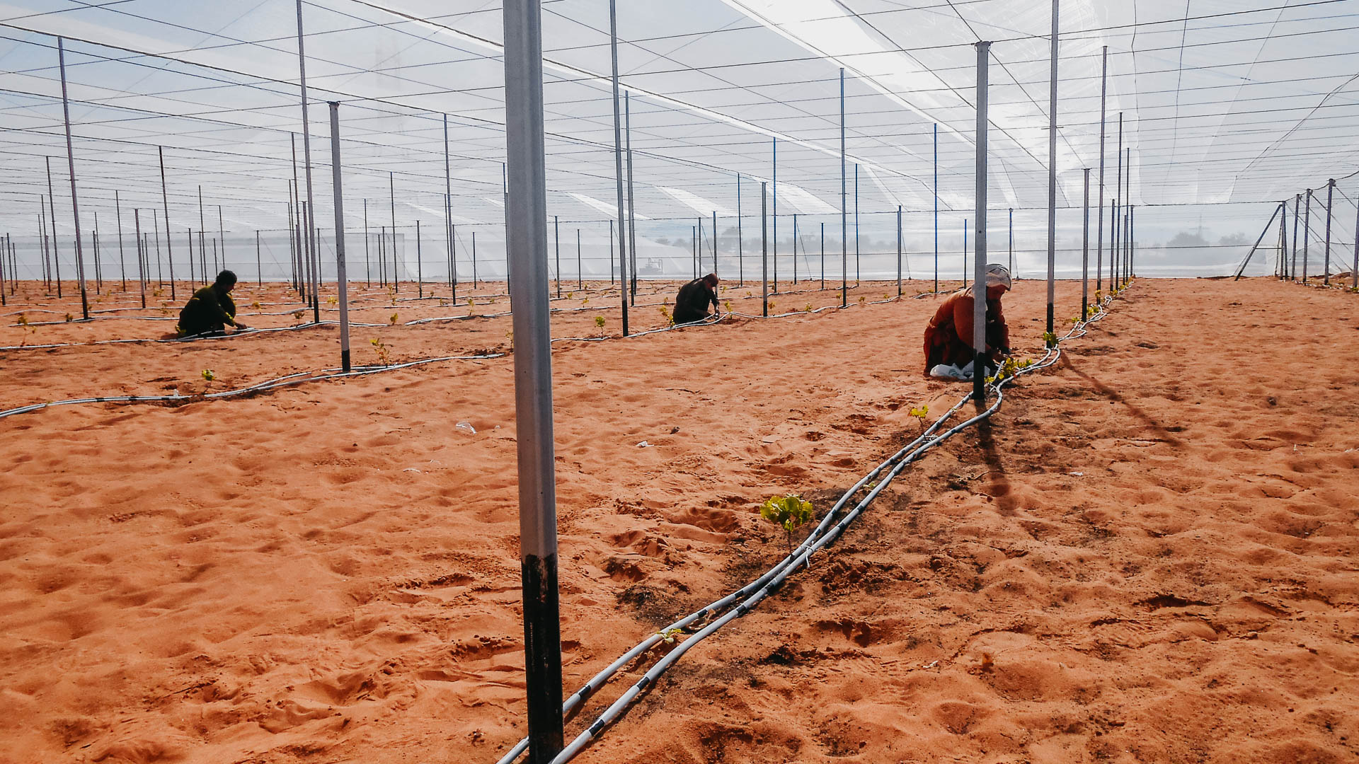 Greenhouse construction for growing crops in the United Arab Emirates ...