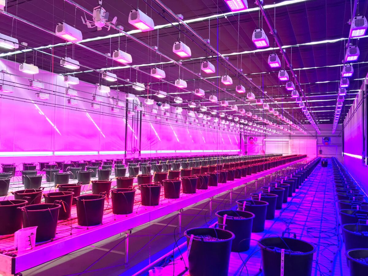 Medicinal cannabis greenhouses | Novagric