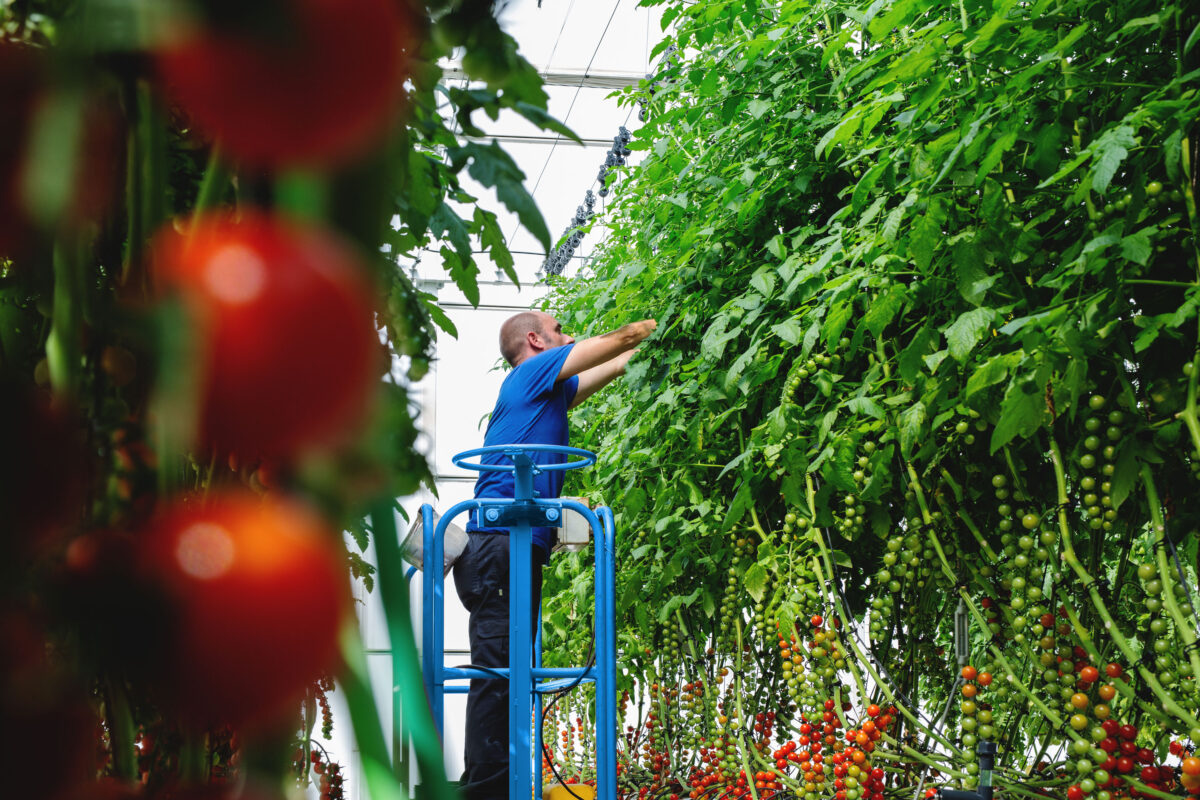 Invernaderos Automatizados e Inteligentes | Novagric