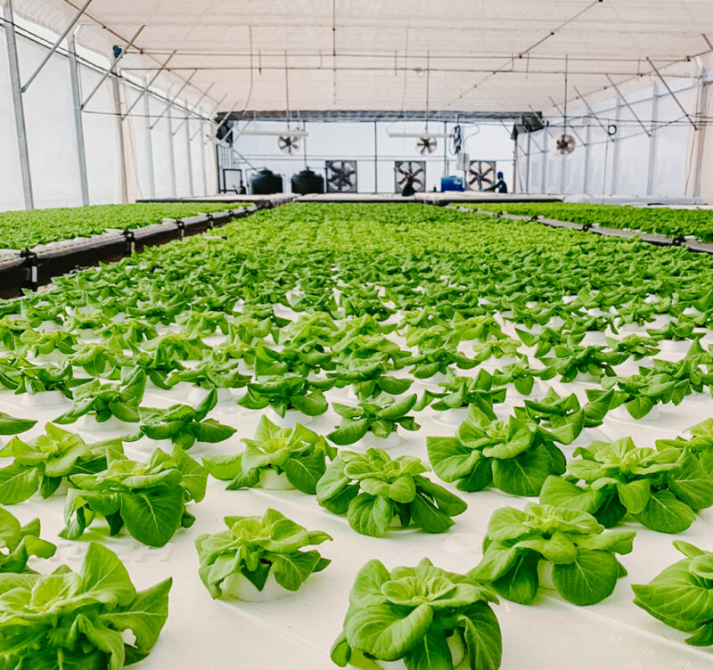 Vegetable greenhouses | Novagric