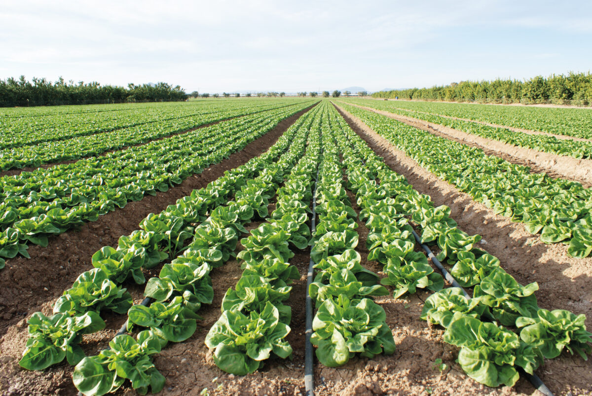 Cultivo de Hortalizas en Invernadero | Novagric
