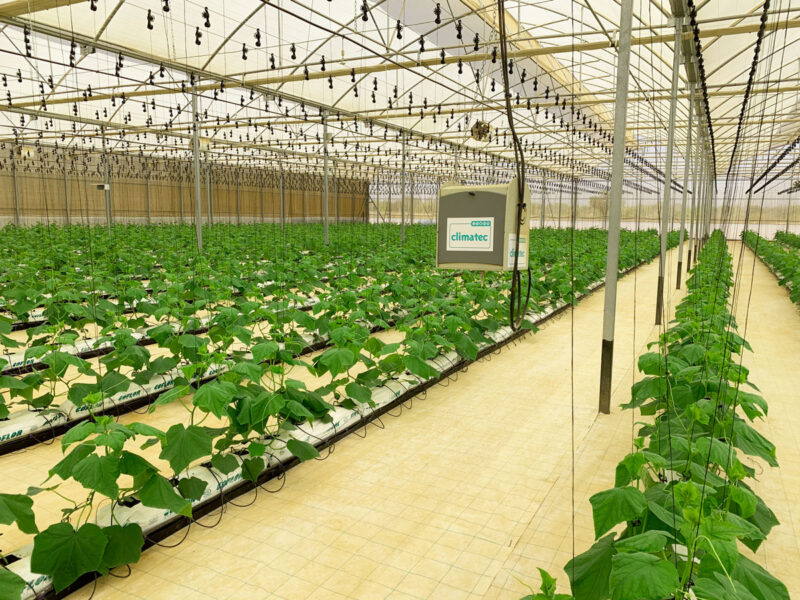 Cucumber Growing in greenhouse | Novagric