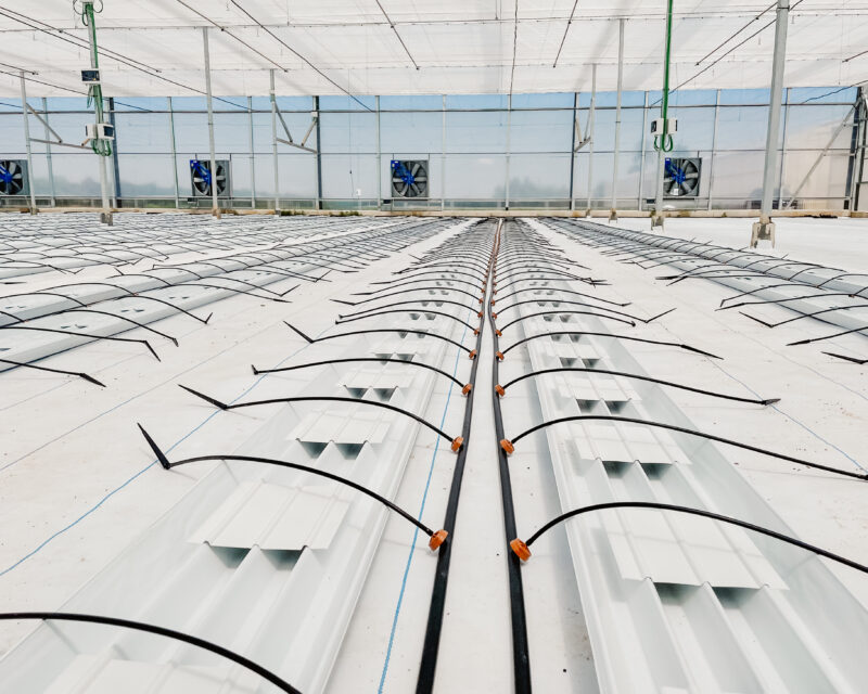 Lettuce Growing in hydroponics and soil | Novagric