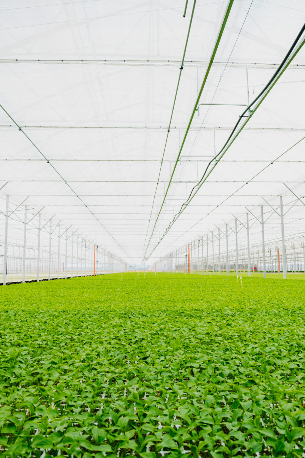 Invernaderos semilleros y viveros | Novagric