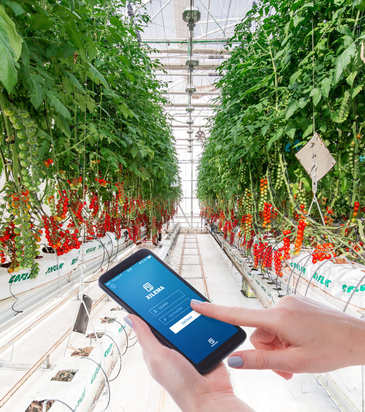 Invernaderos Automatizados e Inteligentes | Novagric